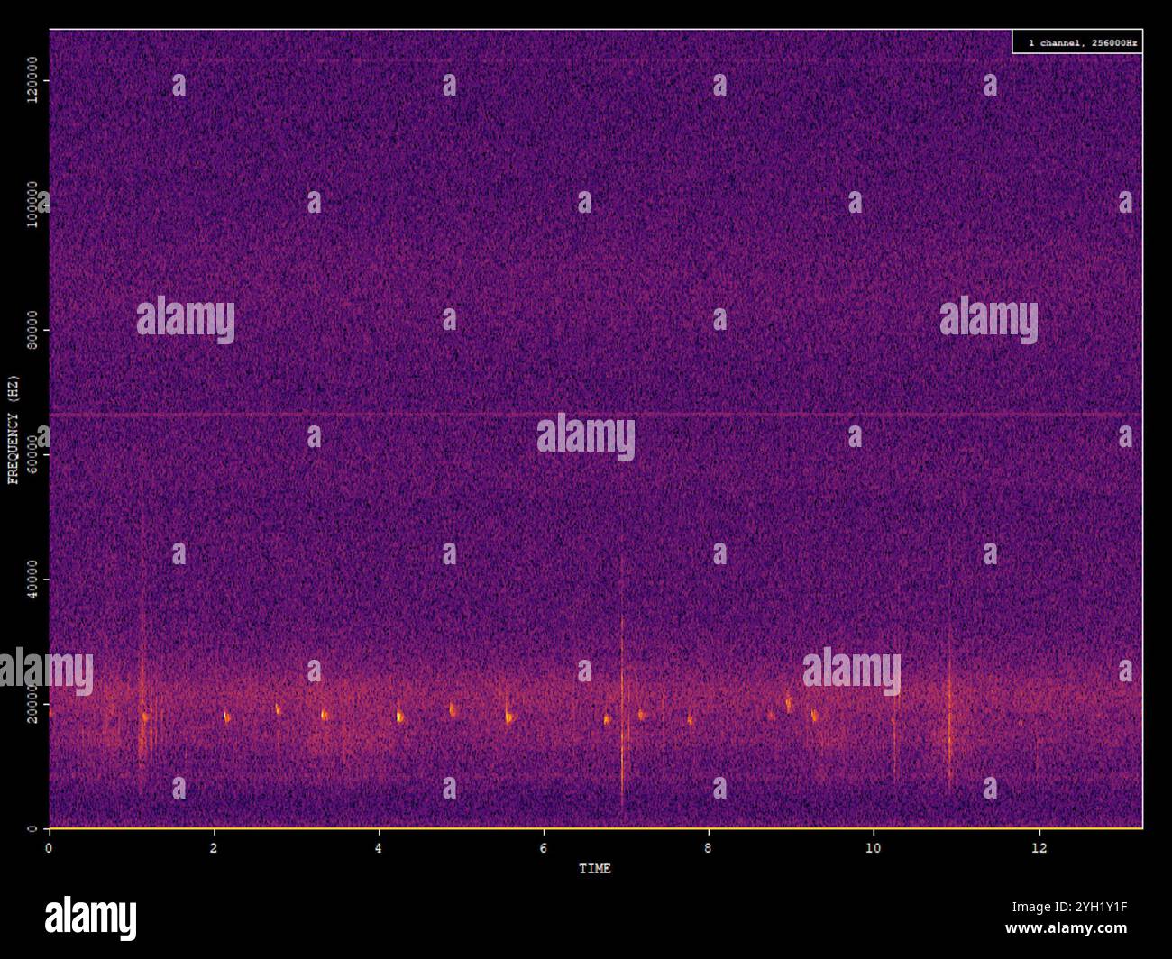 Common Noctule (Nyctalus noctula Stock Photo - Alamy