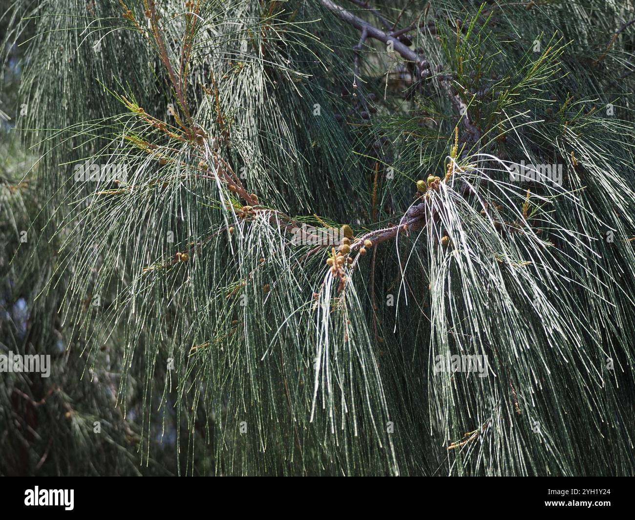 Beach Sheoak (Casuarina equisetifolia Stock Photo - Alamy