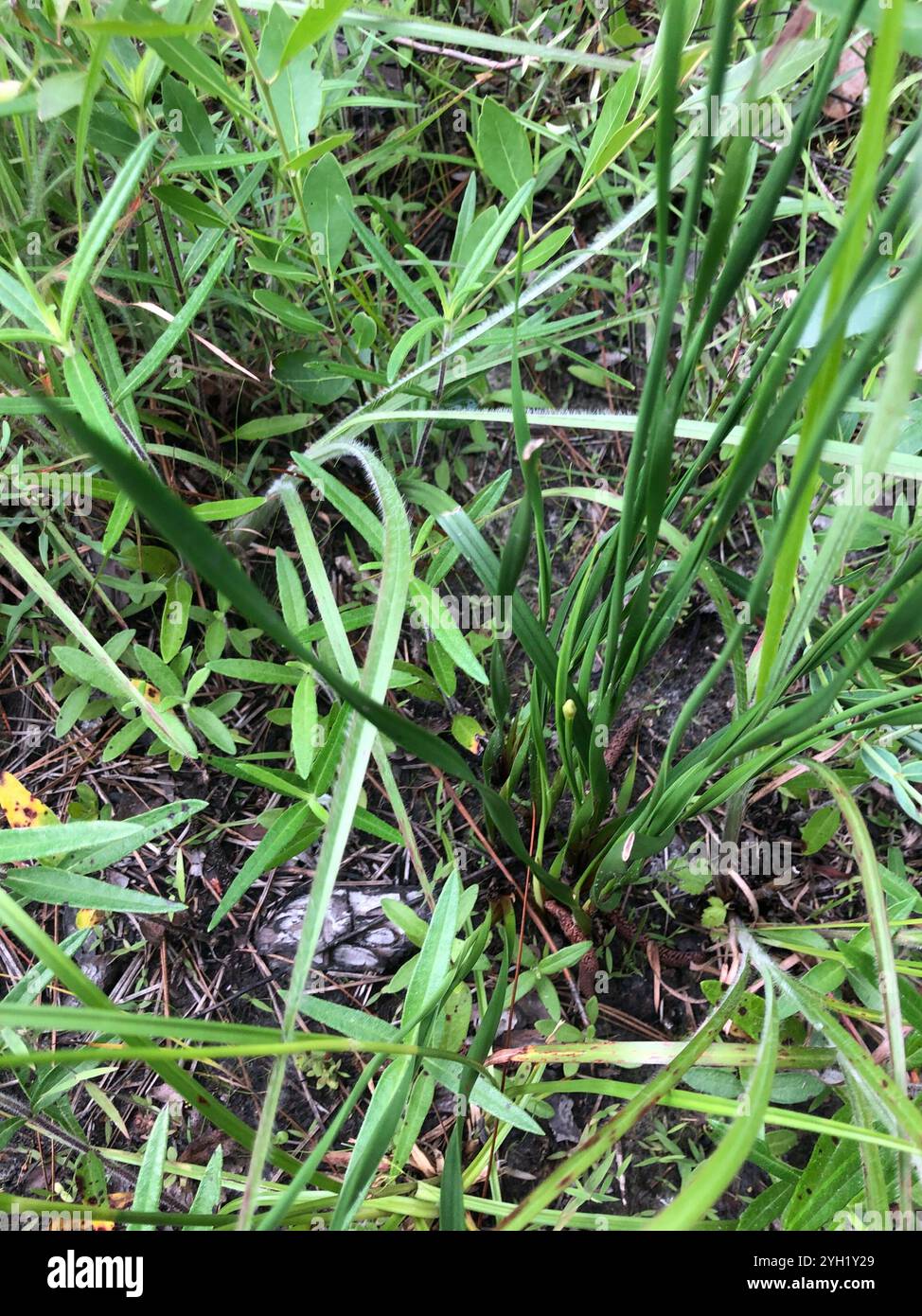 Xyris caroliniana hi-res stock photography and images - Alamy