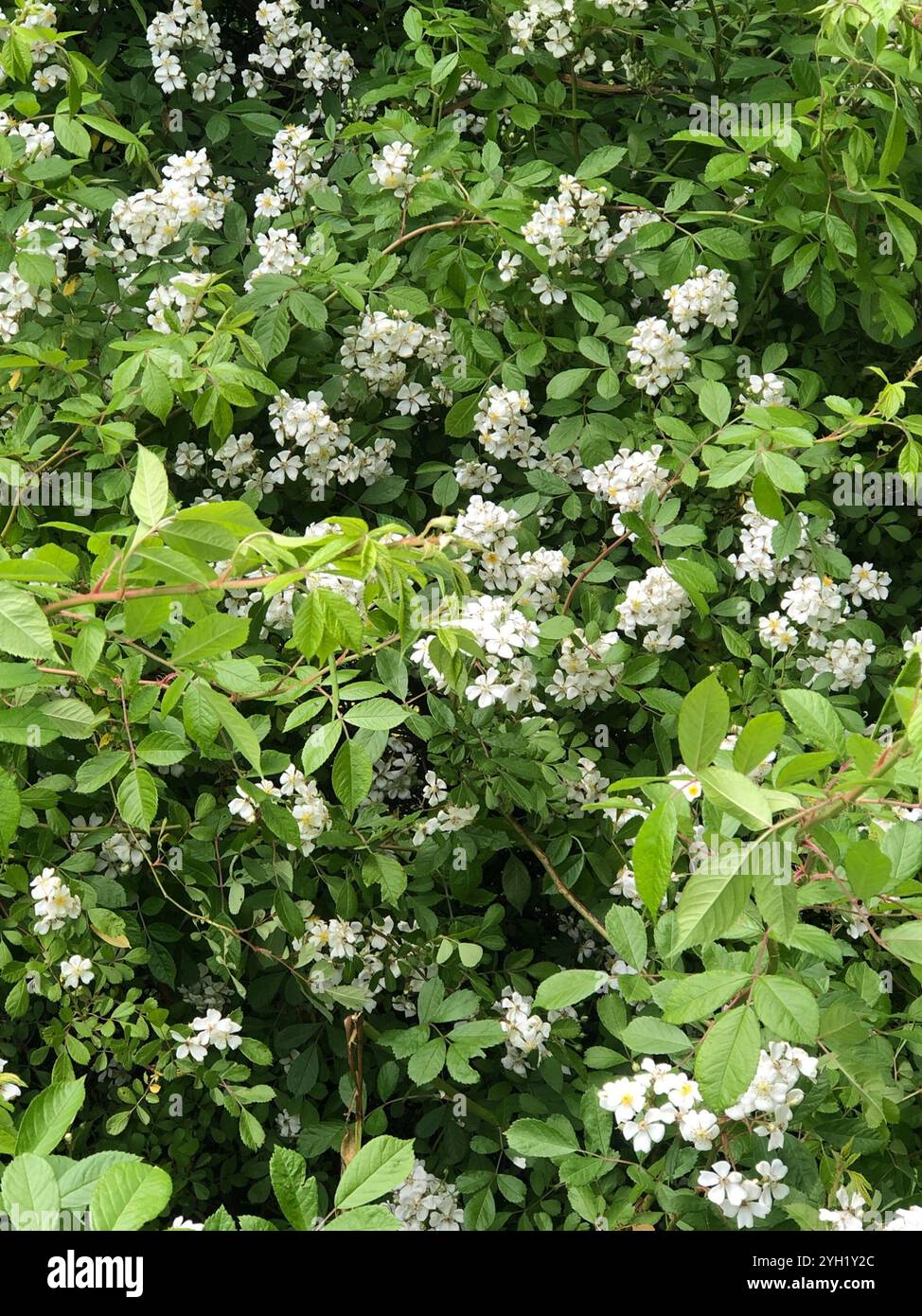 multiflora rose (Rosa multiflora Stock Photo - Alamy