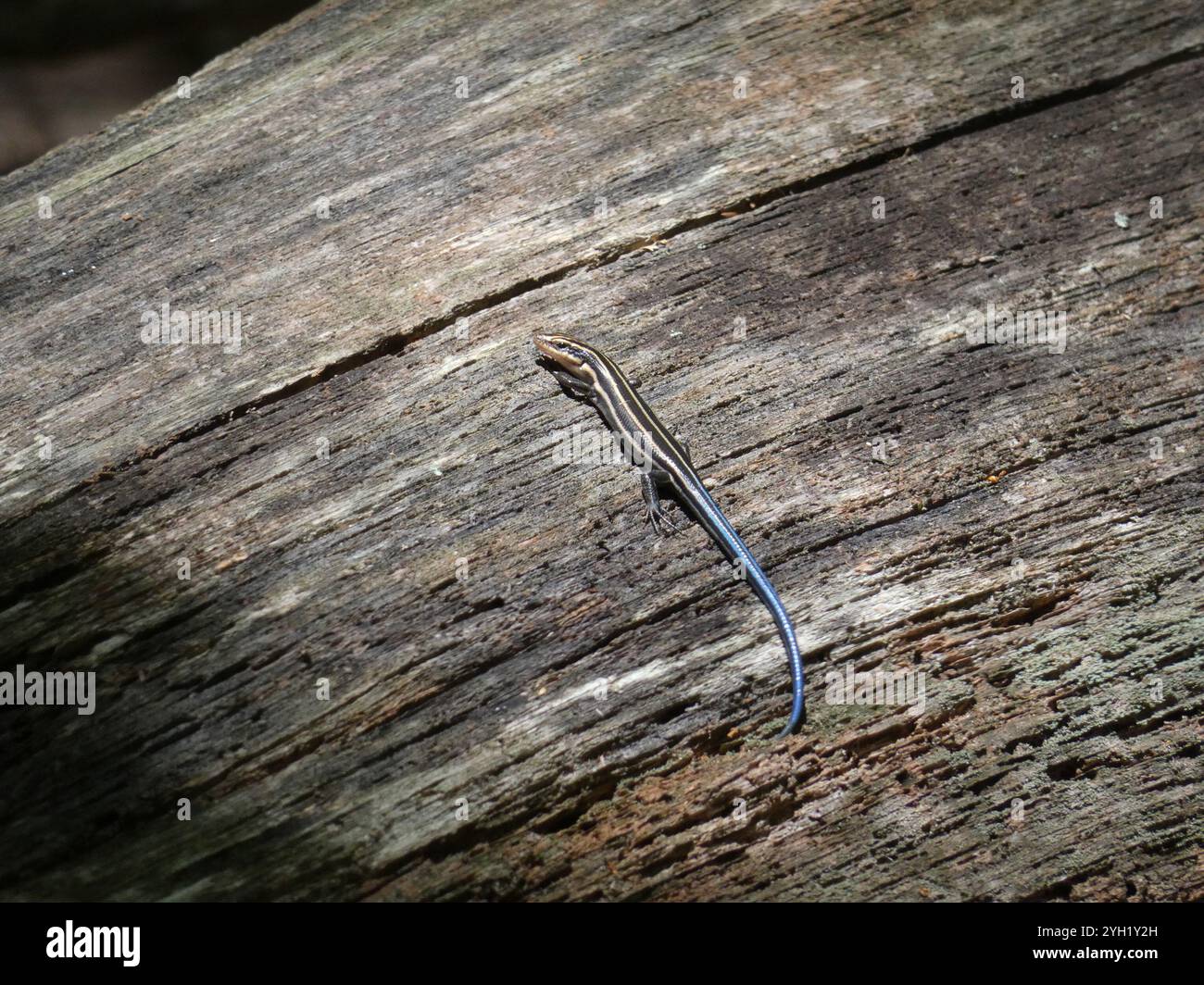 Common Five-lined Skink (Plestiodon fasciatus Stock Photo - Alamy
