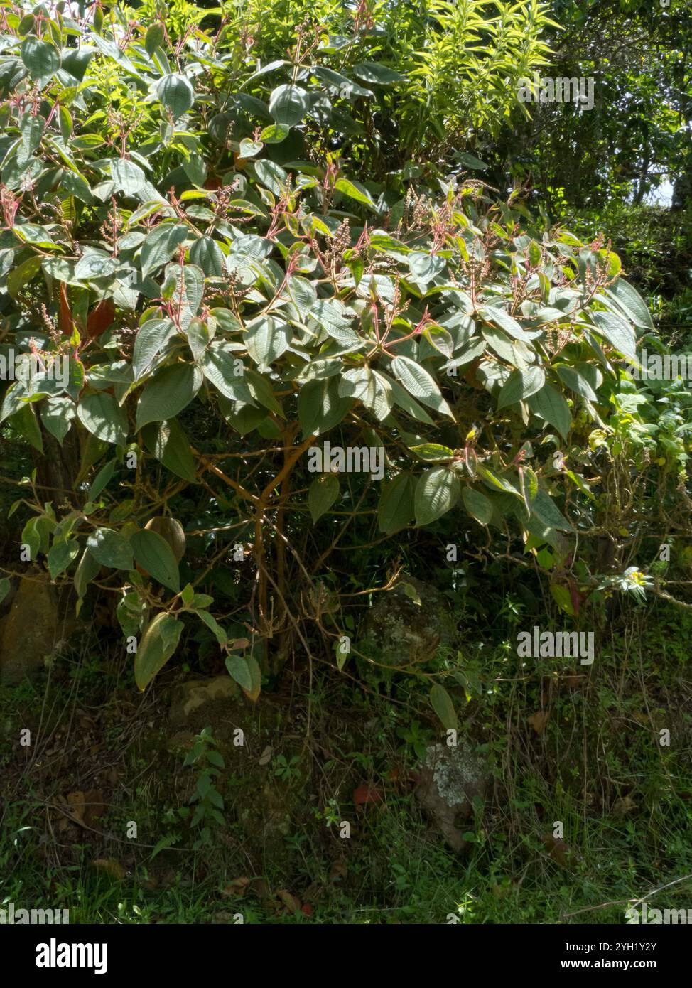 Miconia aeruginosa hi-res stock photography and images - Alamy