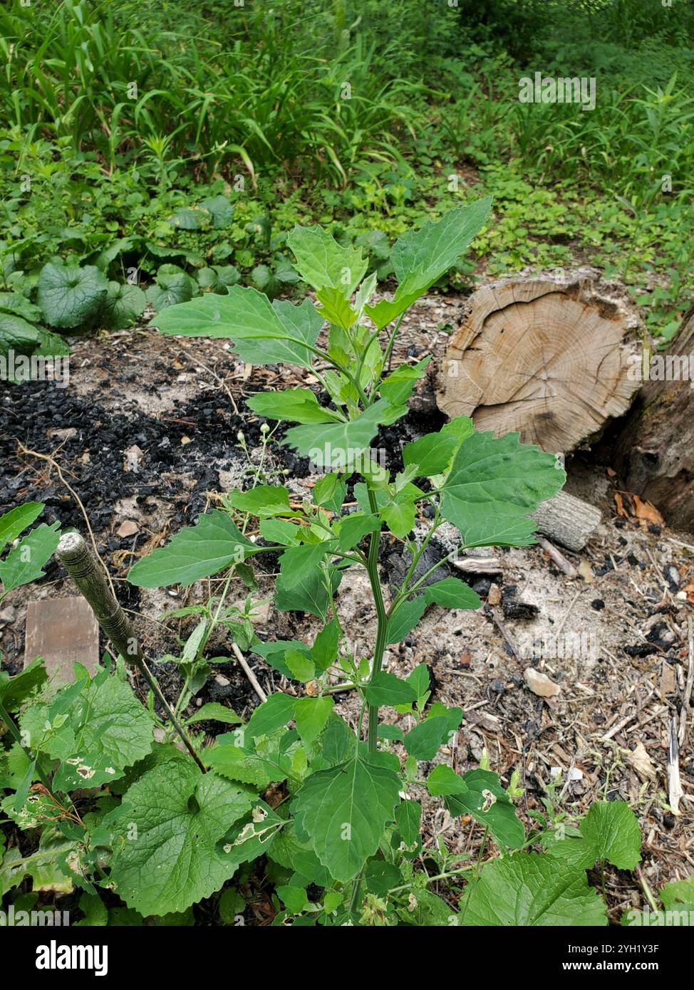 Common Lambsquarters (Chenopodium album Stock Photo - Alamy