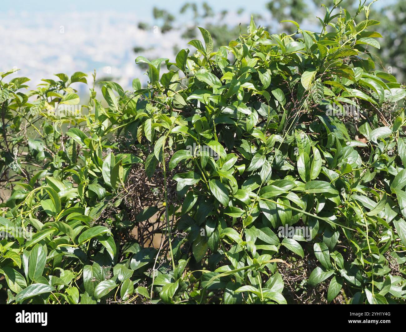 skunk vine (Paederia foetida Stock Photo - Alamy