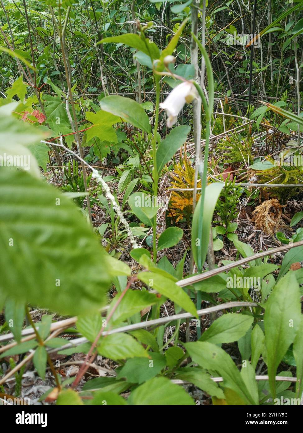 Spreading Pogonias (Cleistesiopsis Stock Photo - Alamy