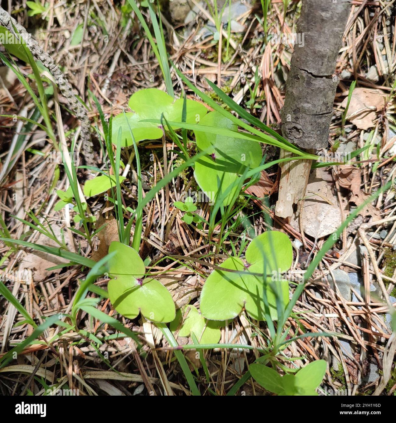 Liverleaf (Hepatica nobilis Stock Photo - Alamy