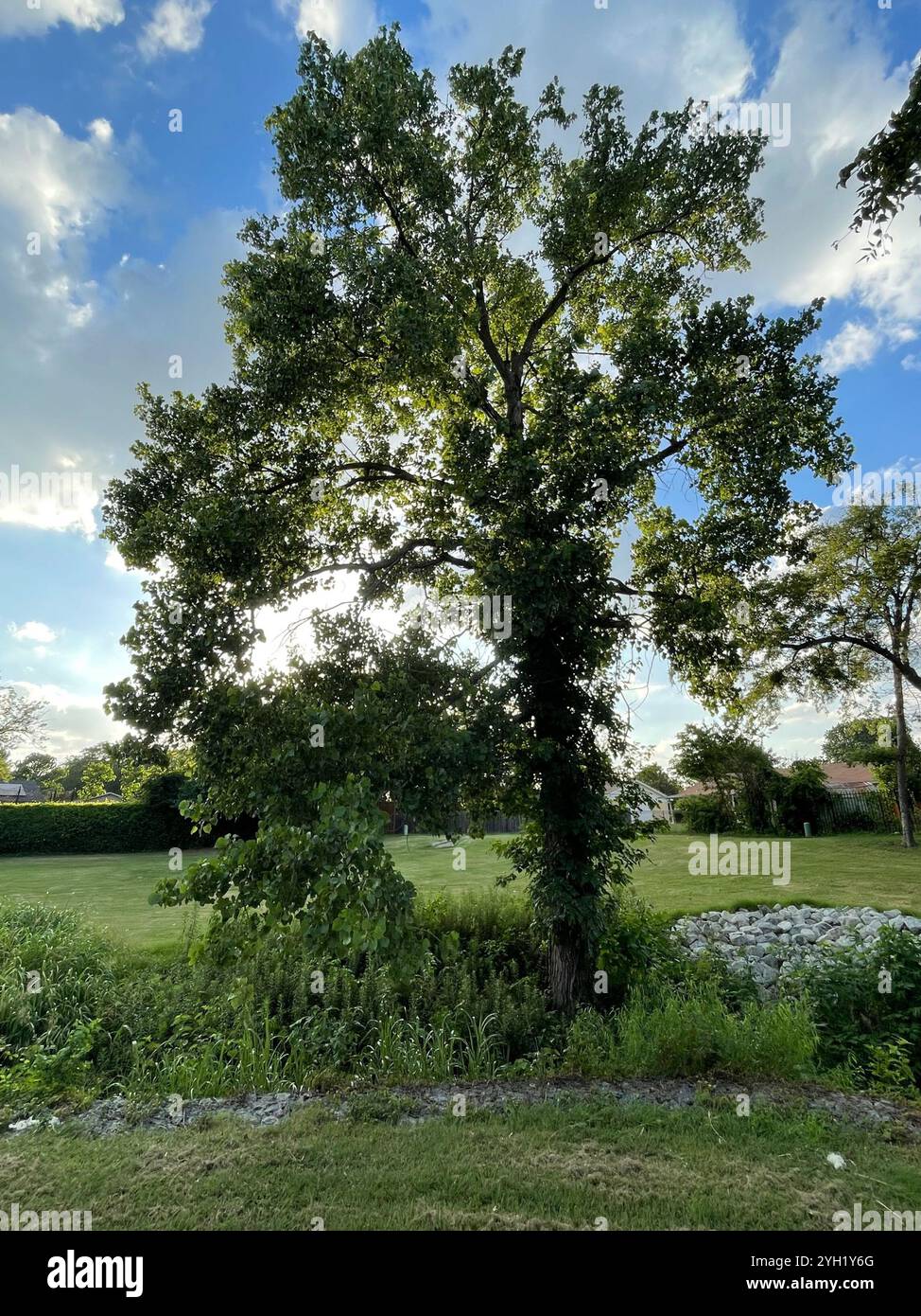 Eastern Cottonwood (Populus deltoides Stock Photo - Alamy