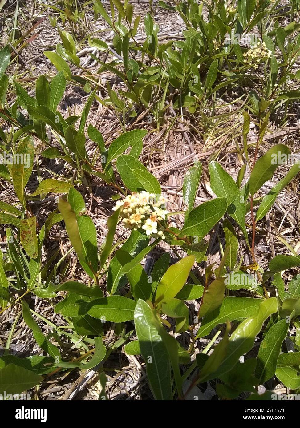 Gopher apple (Geobalanus oblongifolius Stock Photo - Alamy