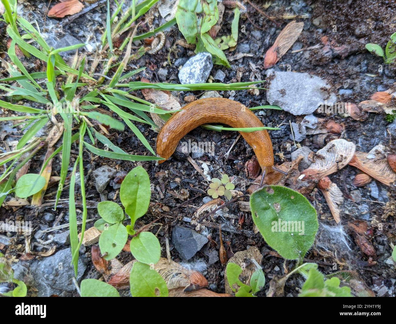 Western Dusky Slug (Arion subfuscus Stock Photo - Alamy