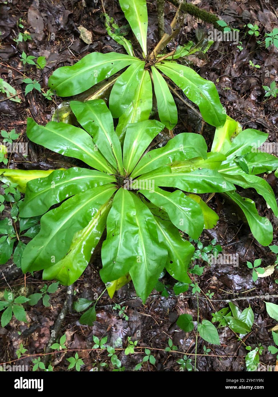 American columbo (Frasera caroliniensis Stock Photo - Alamy