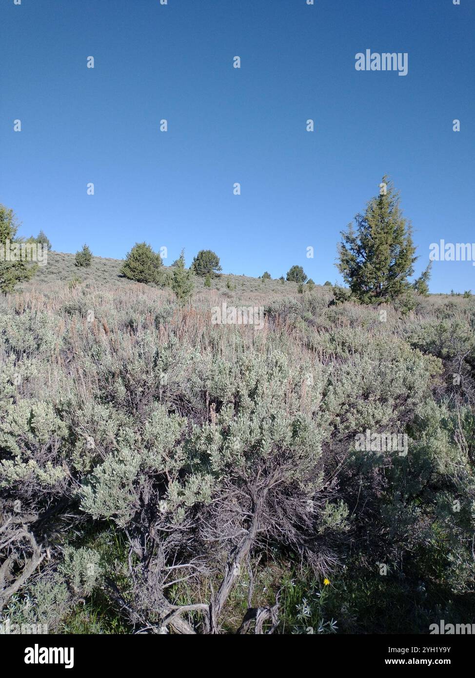 western juniper (Juniperus occidentalis Stock Photo - Alamy
