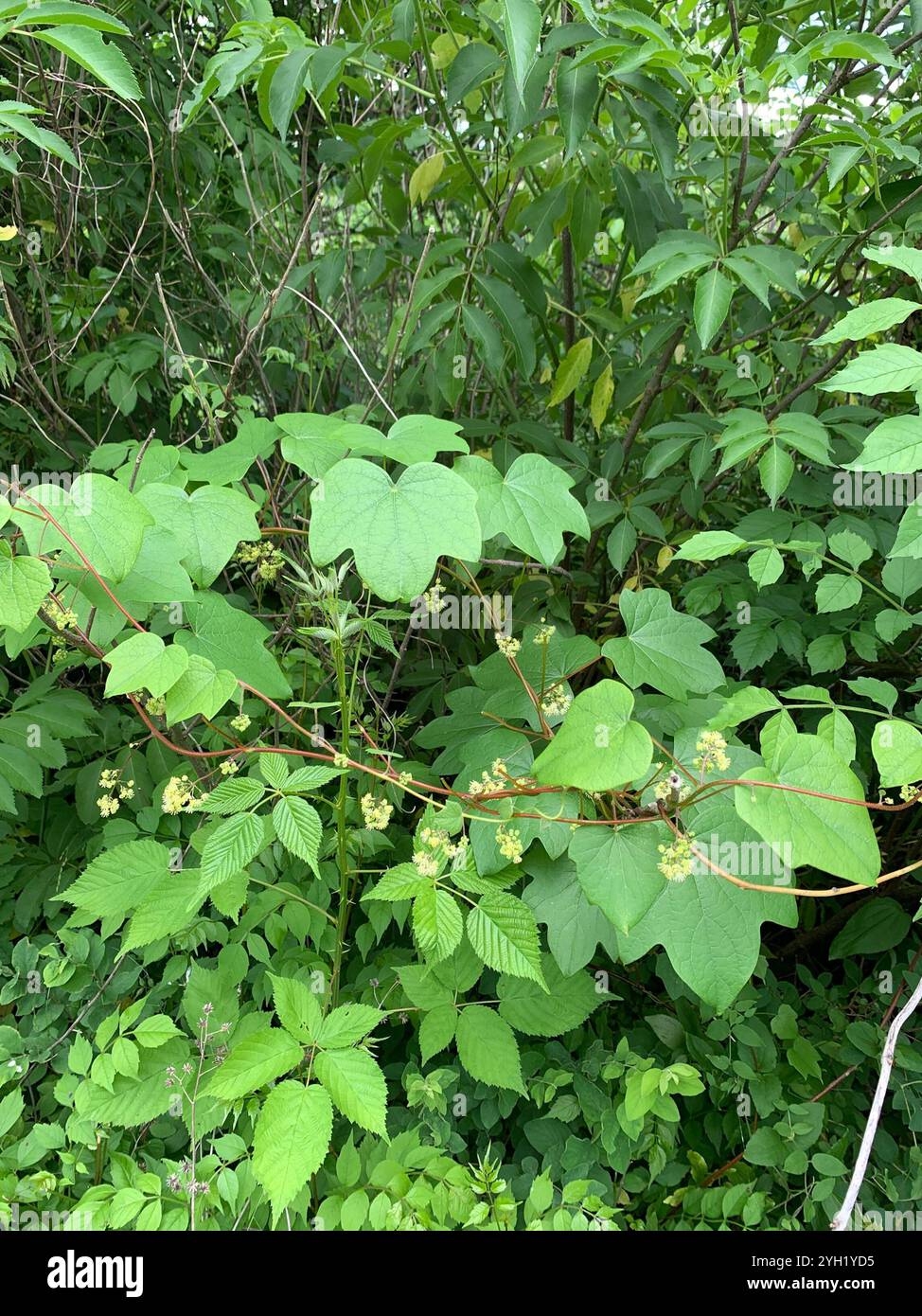moonseed (Menispermum canadense Stock Photo - Alamy
