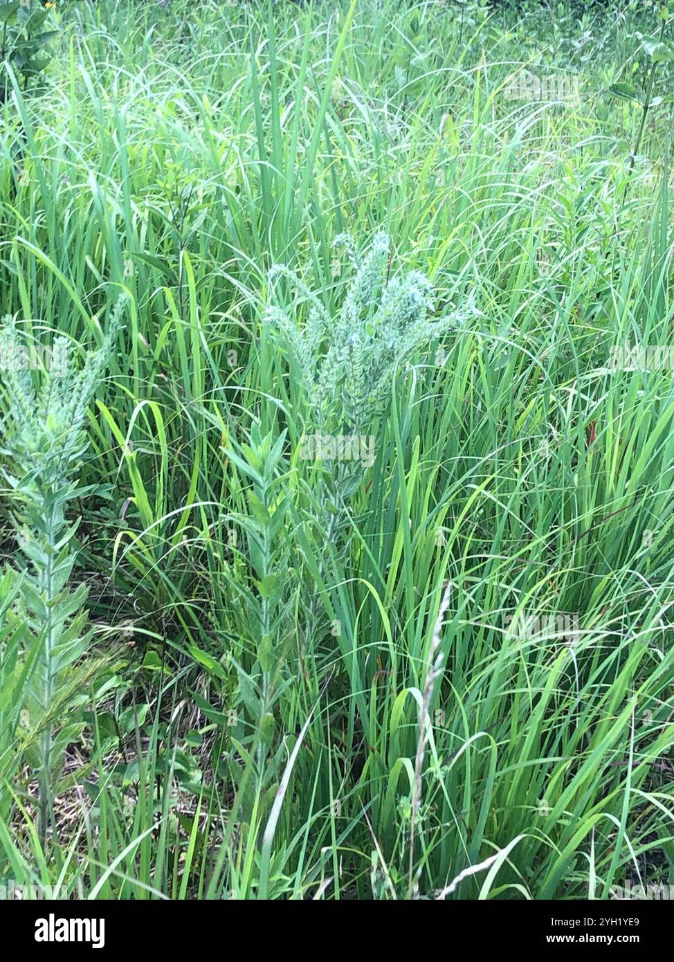 Soft-hair Marbleseed (Lithospermum bejariense Stock Photo - Alamy