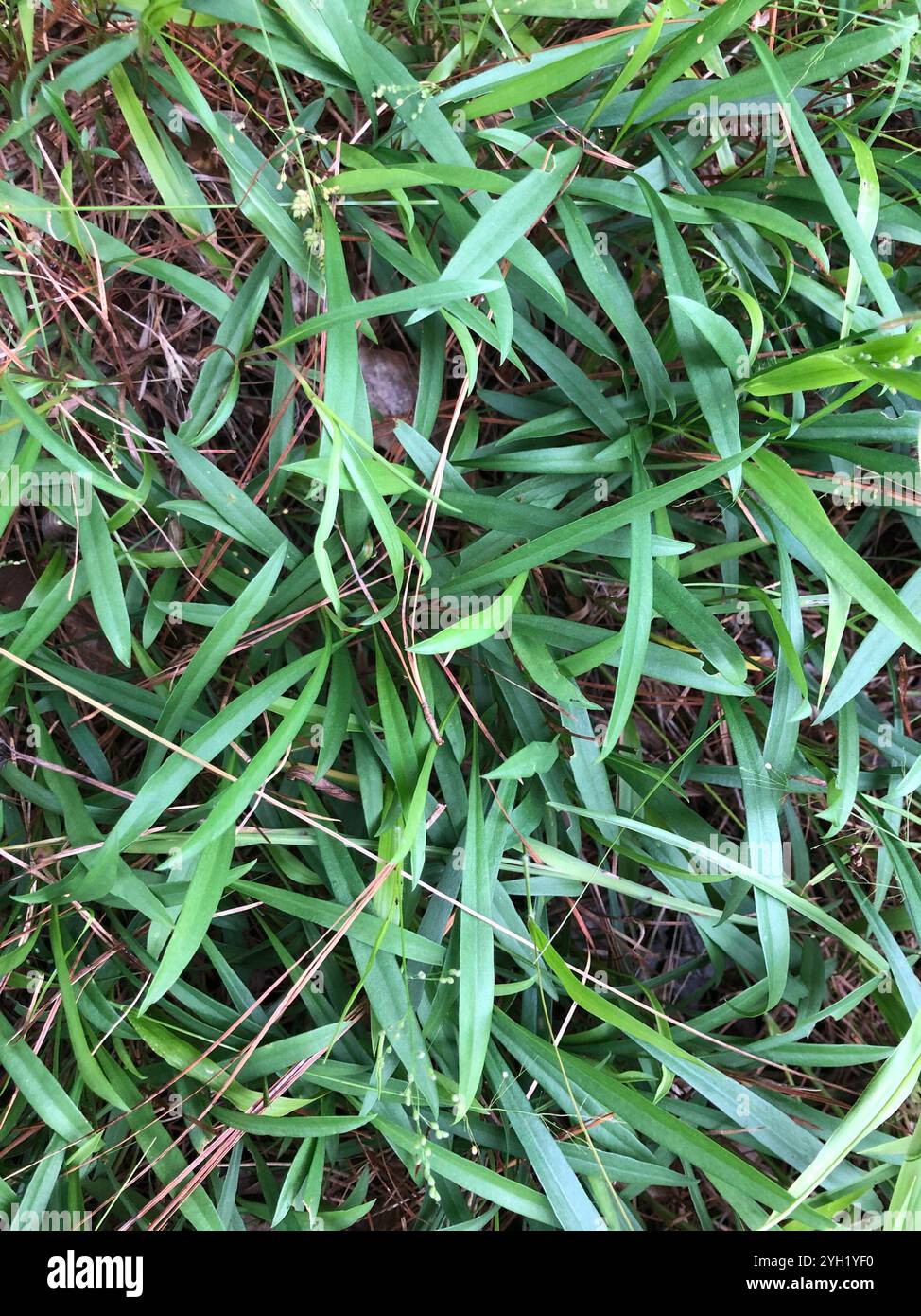 Hemispherica hi-res stock photography and images - Alamy