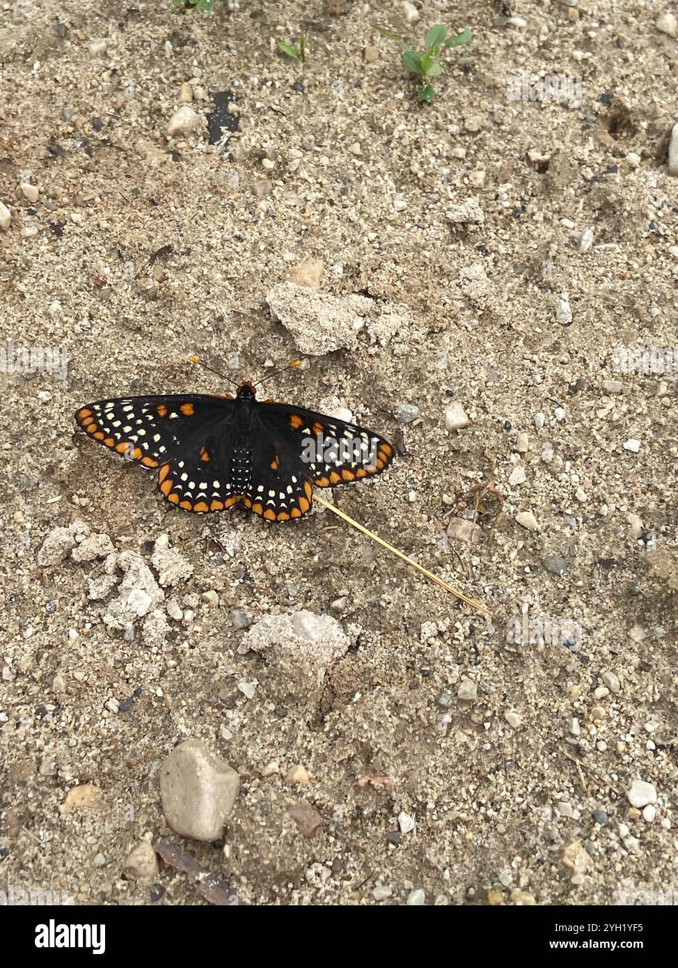 Baltimore checkerspot euphydryas phaeton hi-res stock photography and ...