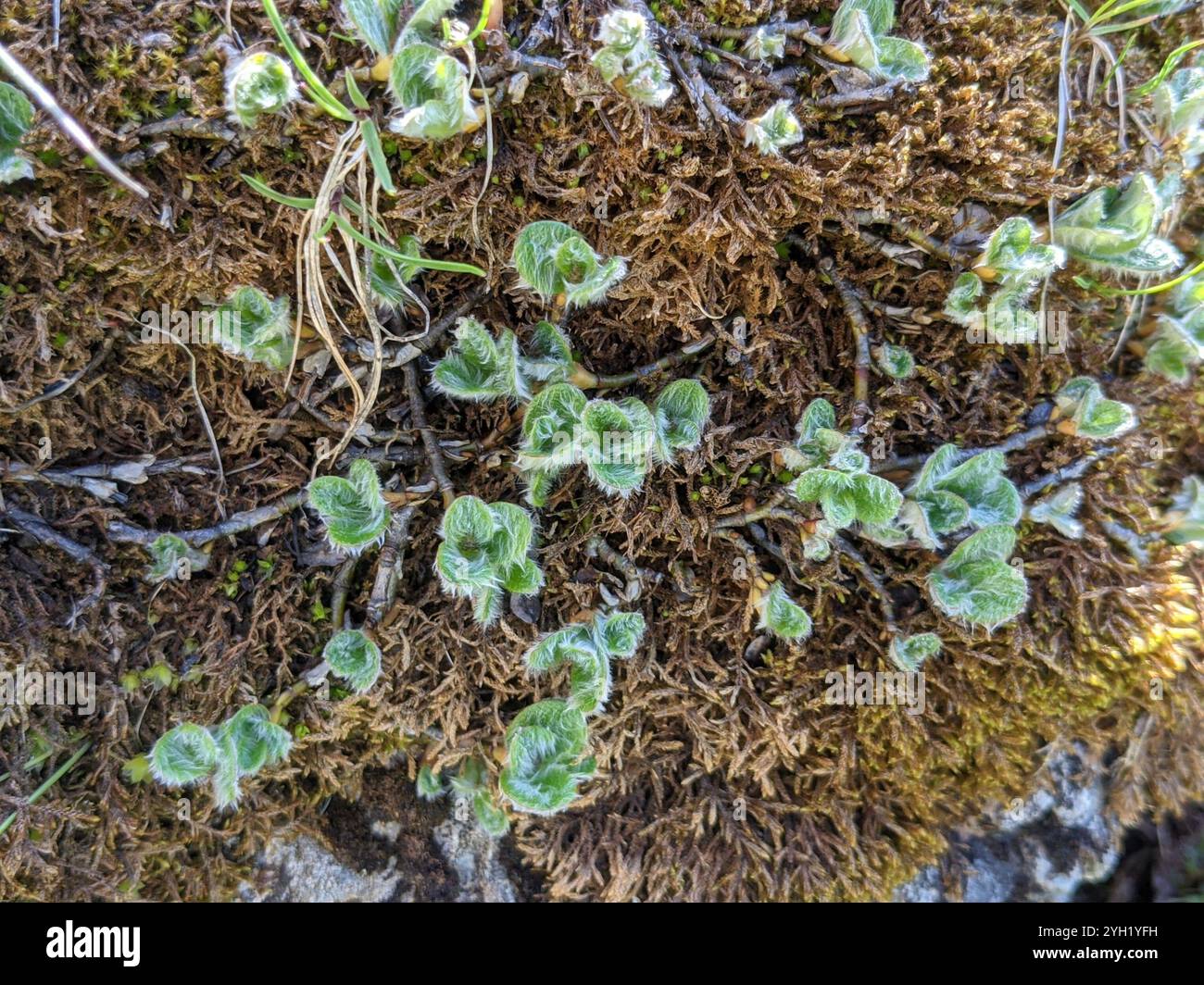 Net-leaved Willow (Salix reticulata Stock Photo - Alamy
