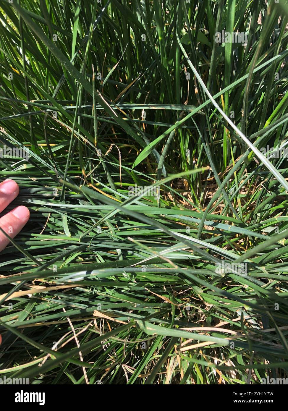meadow fescue (Lolium pratense Stock Photo - Alamy