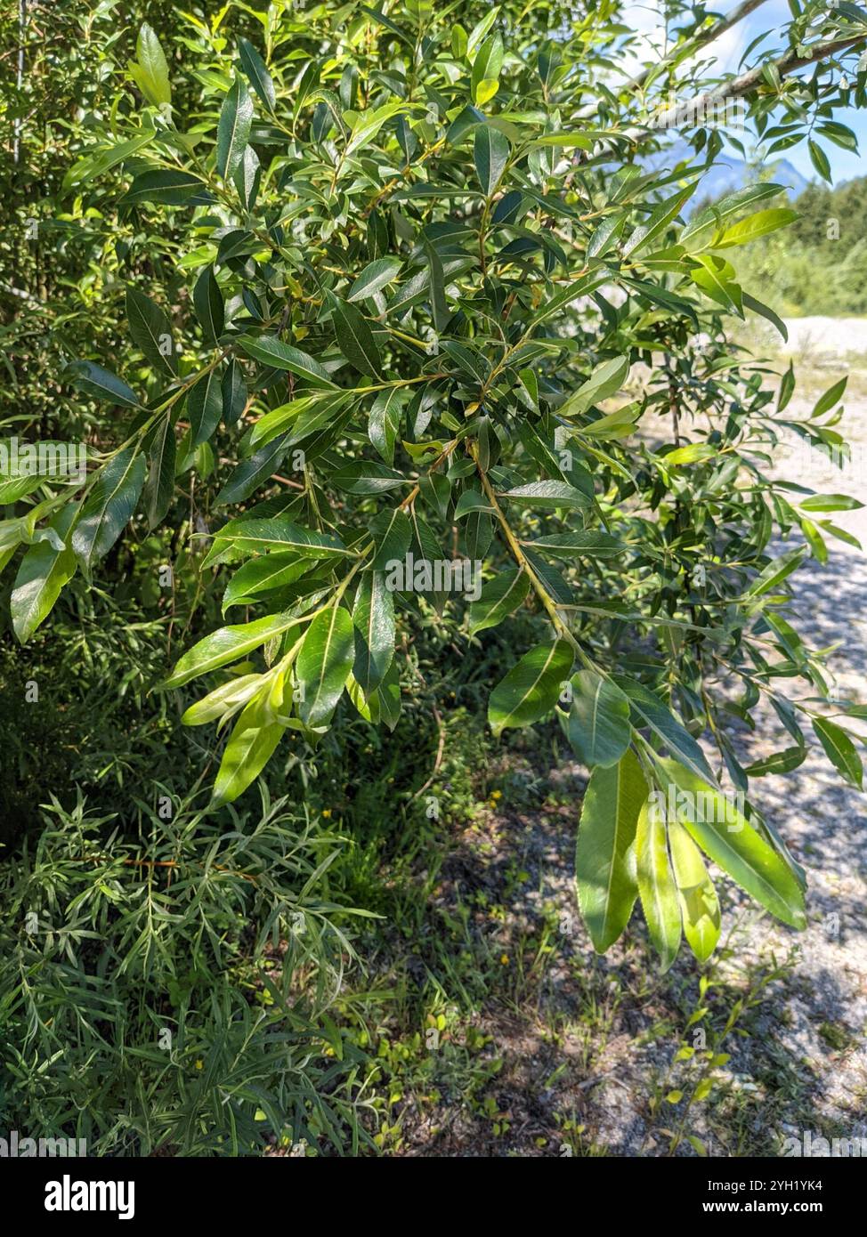 Almond Willow (Salix triandra Stock Photo - Alamy