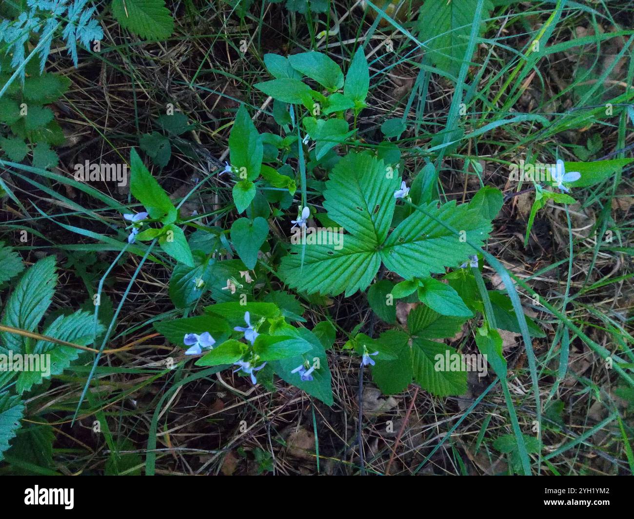 Heath Dog-Violet (Viola canina Stock Photo - Alamy