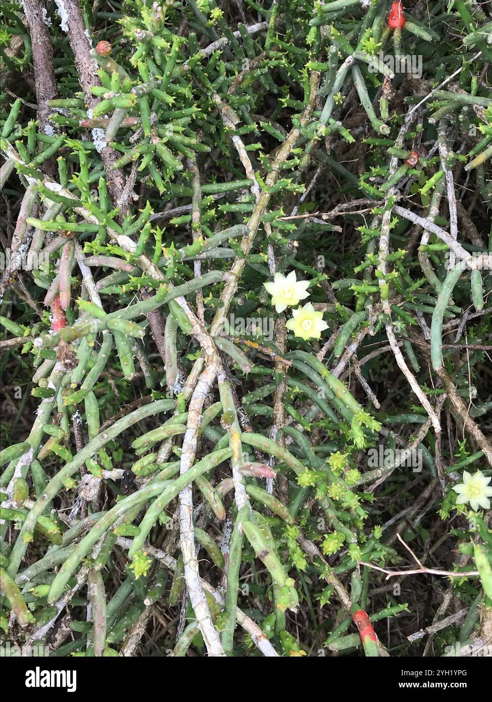 Christmas cholla (Cylindropuntia leptocaulis Stock Photo - Alamy