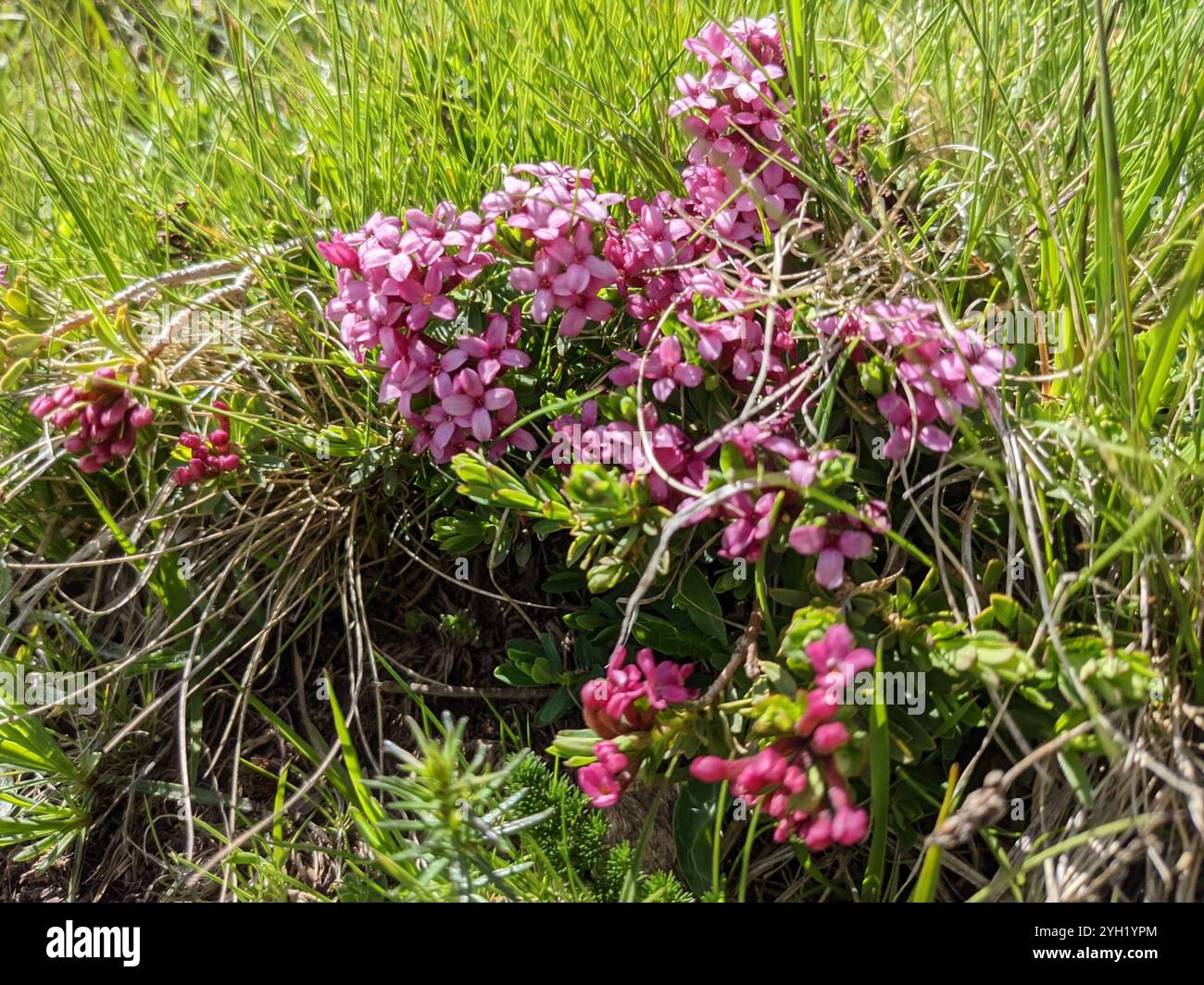 Rose Daphne (Daphne cneorum Stock Photo - Alamy