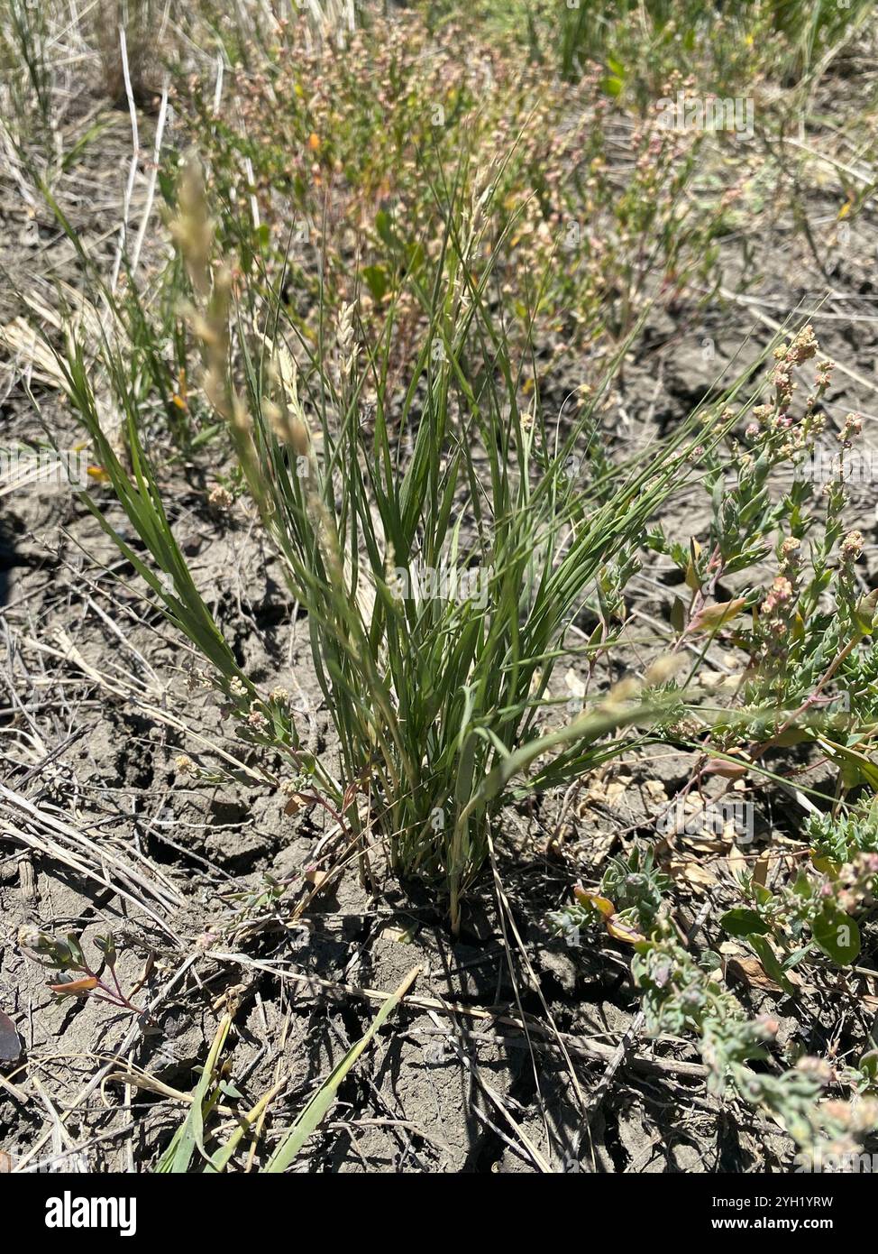 Saltgrass (Distichlis spicata Stock Photo - Alamy