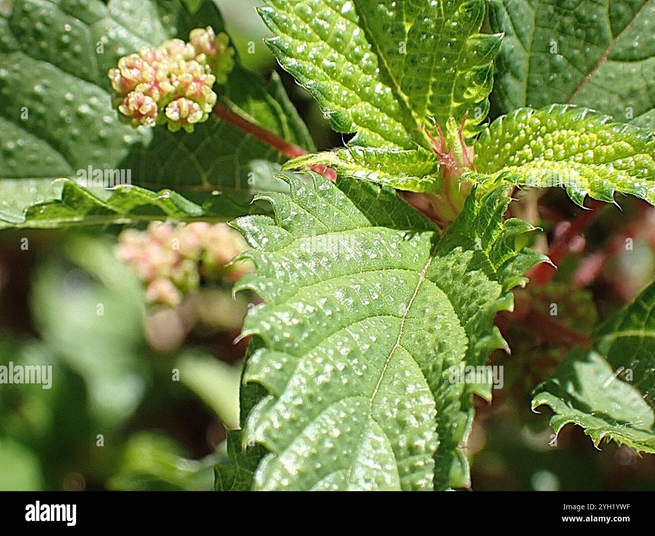 nettle family (Urticaceae Stock Photo - Alamy