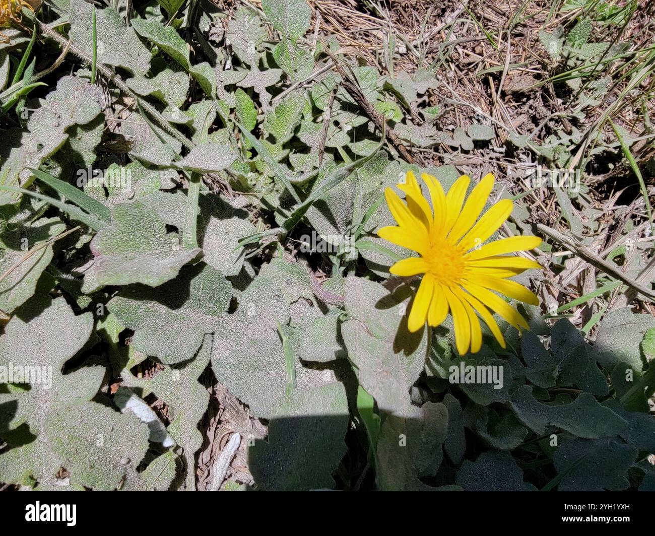 Prostrate Capeweed (Arctotheca prostrata Stock Photo - Alamy