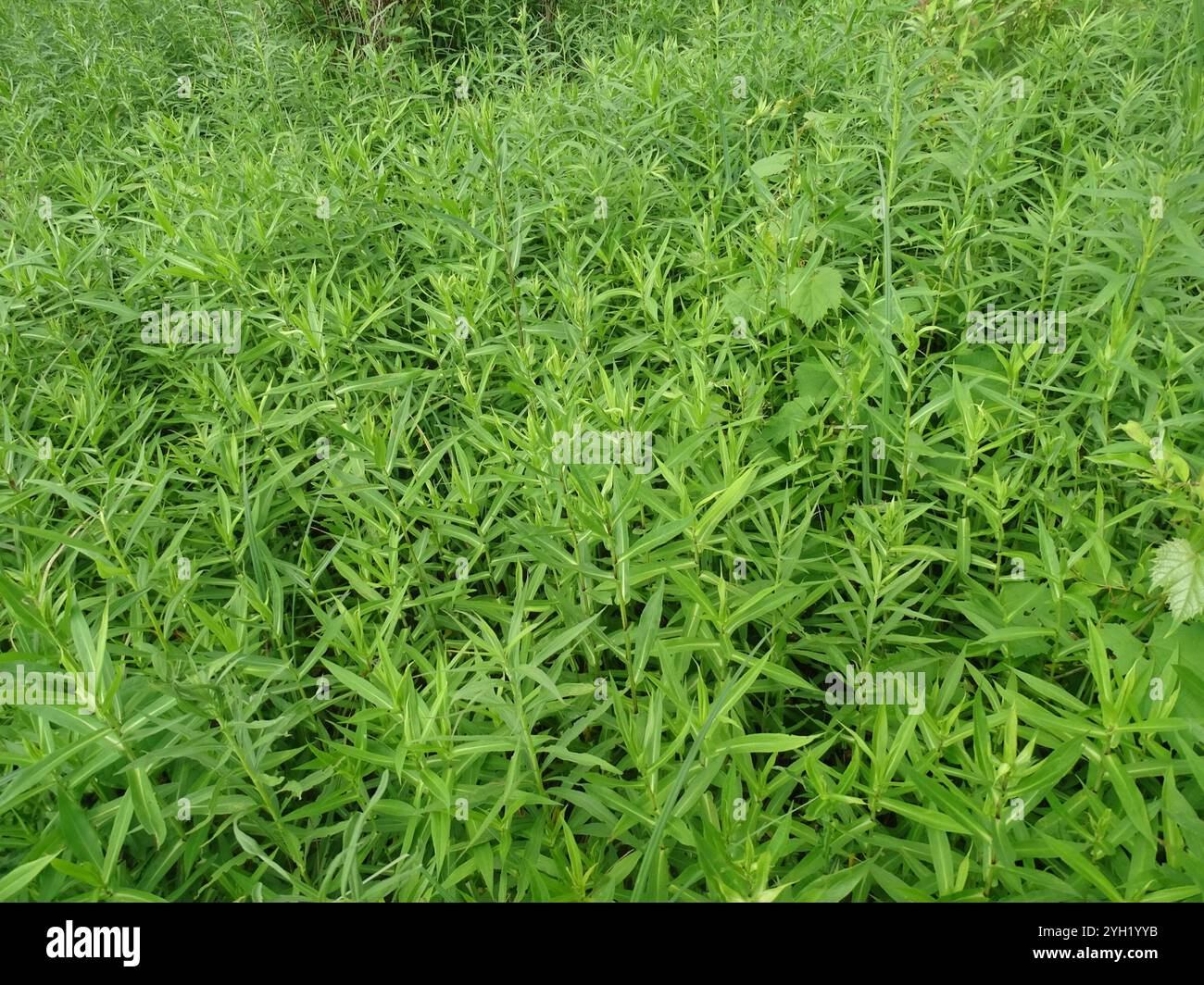 Firmum hi-res stock photography and images - Alamy