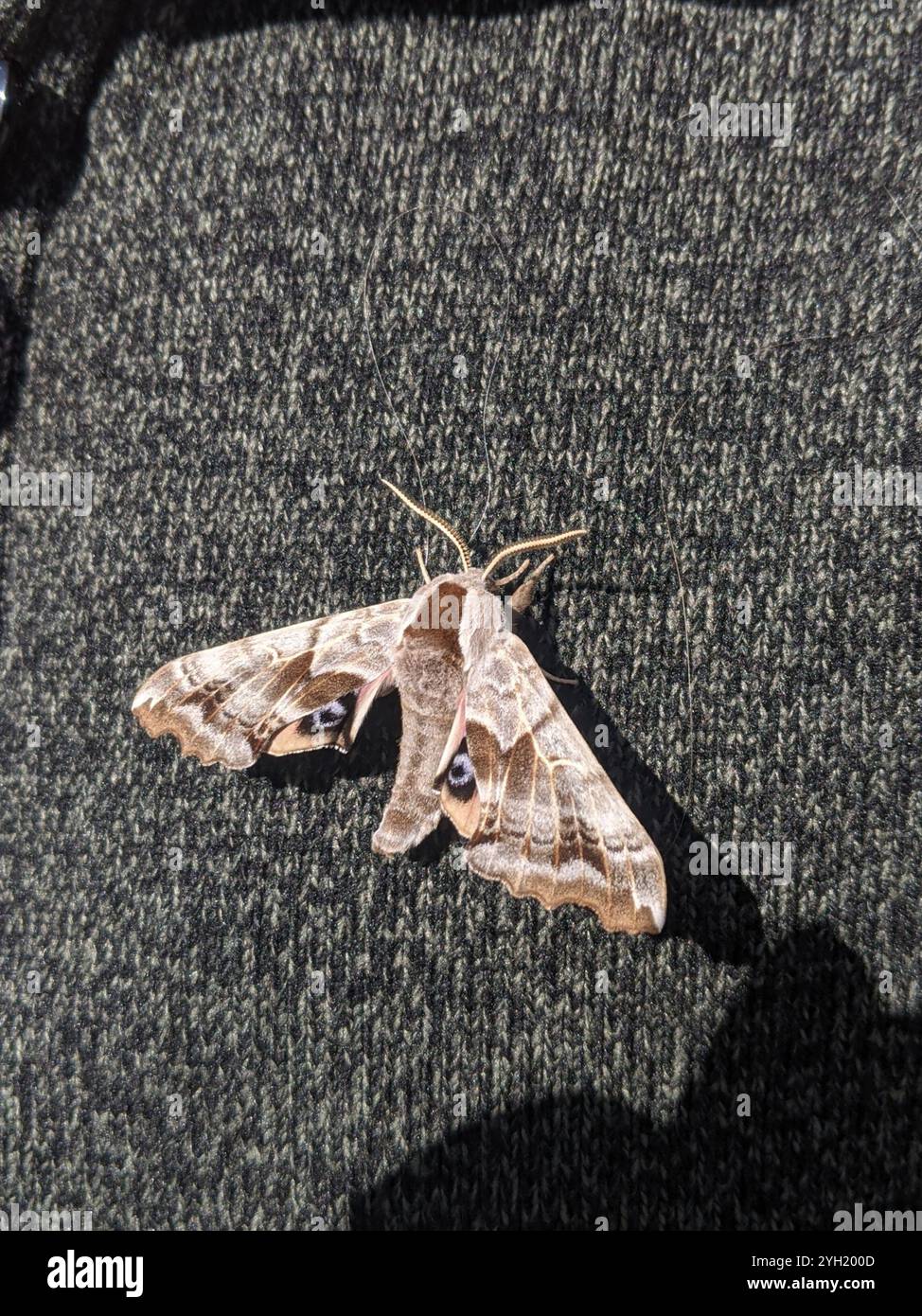 One eyed sphinx hi-res stock photography and images - Alamy