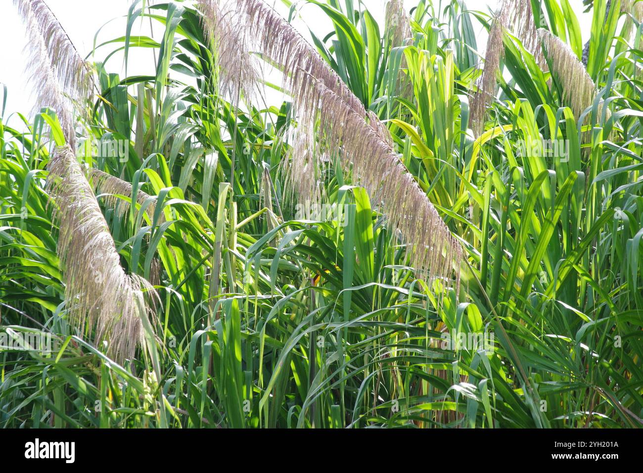 Gynerium sagittatum hi-res stock photography and images - Alamy