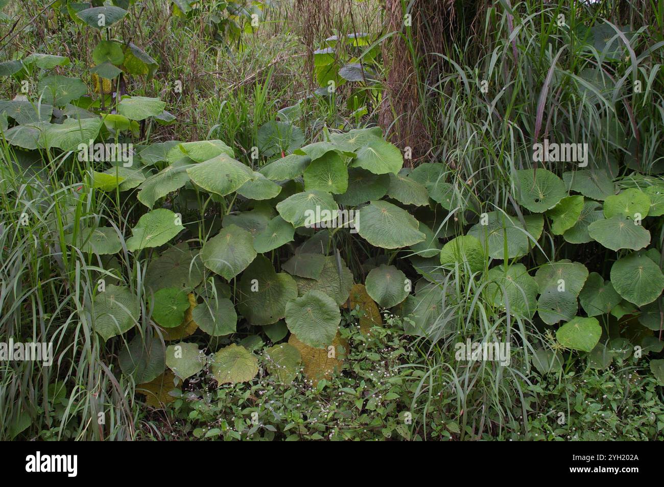 pariparoba (Piper peltatum Stock Photo - Alamy