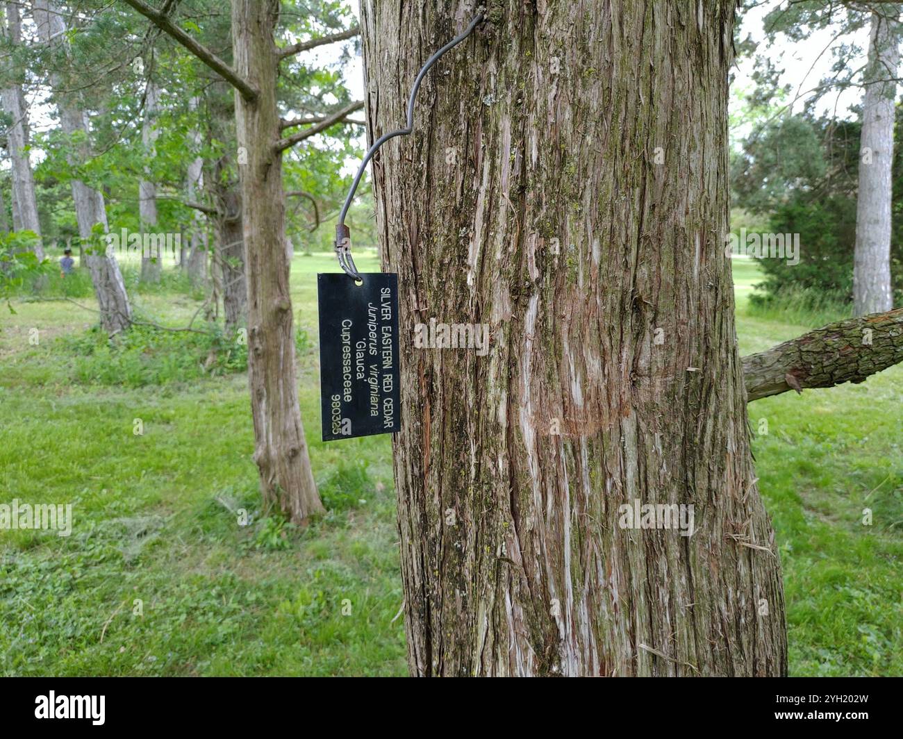 eastern redcedar (Juniperus virginiana Stock Photo - Alamy