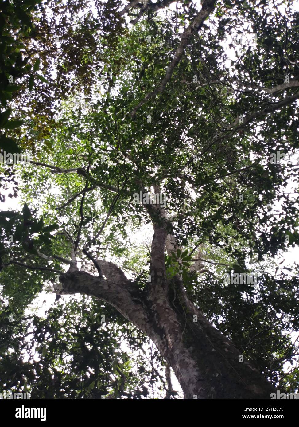 False Mastic (Sideroxylon foetidissimum Stock Photo - Alamy