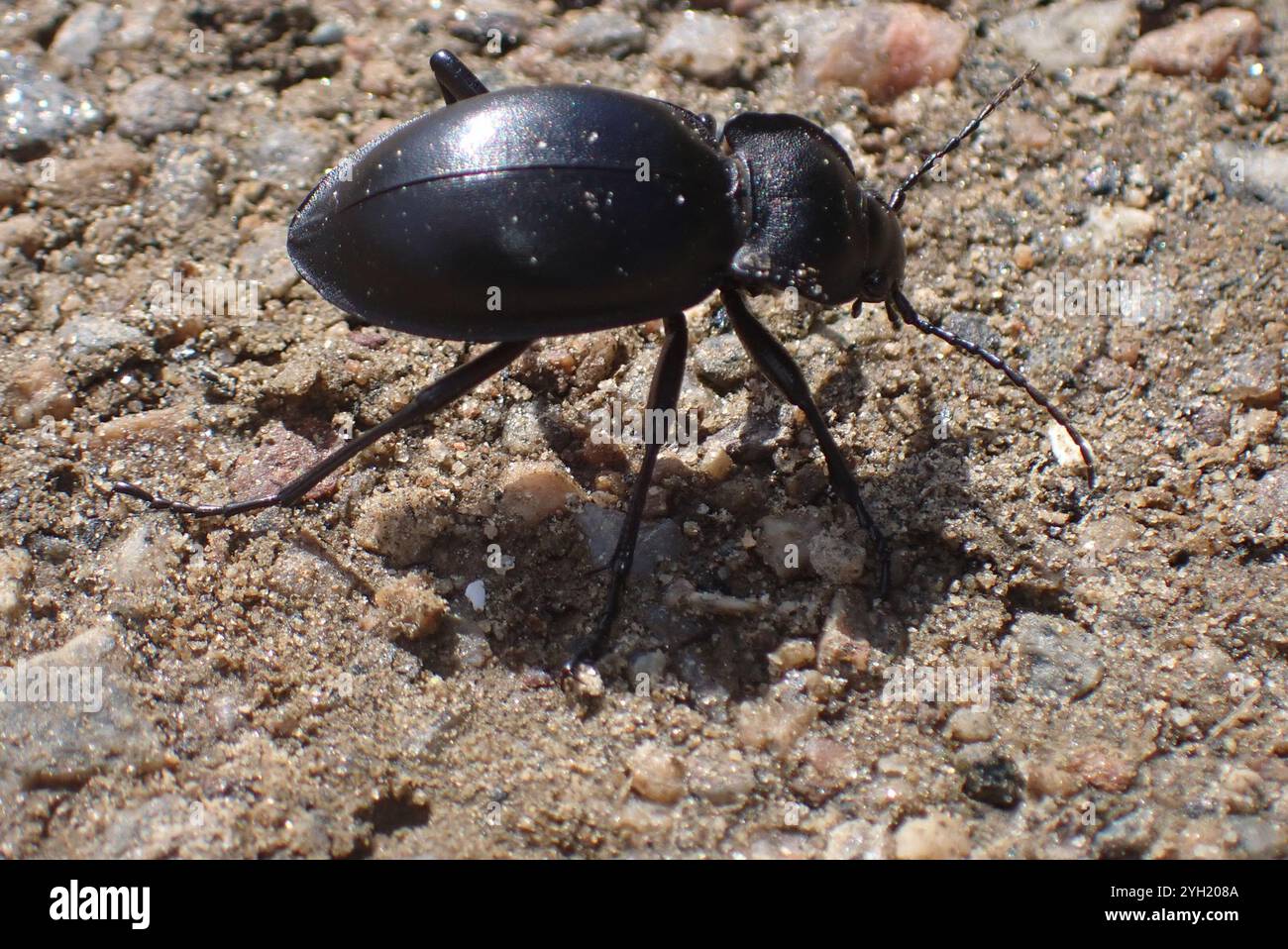 smooth ground beetle (Carabus glabratus Stock Photo - Alamy
