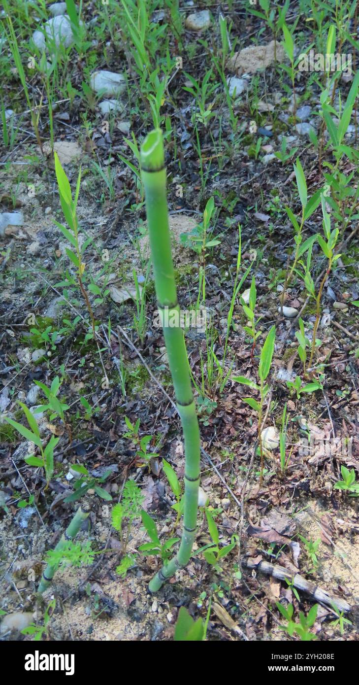 smooth horsetail (Equisetum laevigatum Stock Photo - Alamy