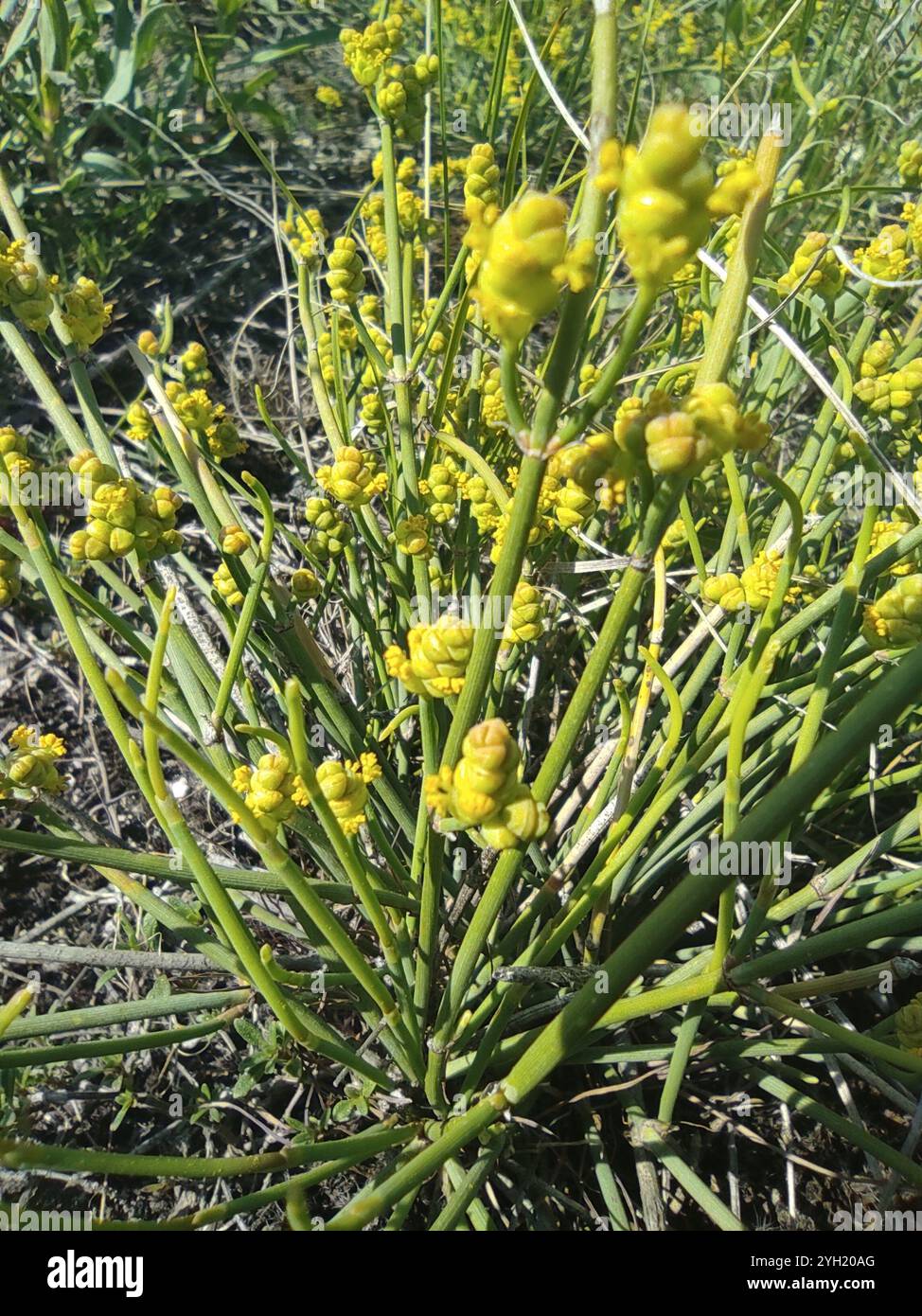 European Ephedra (Ephedra distachya Stock Photo - Alamy