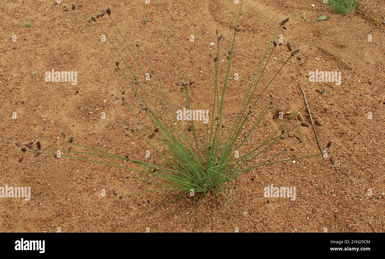 Slender Sedge (Bulbostylis hispidula Stock Photo - Alamy