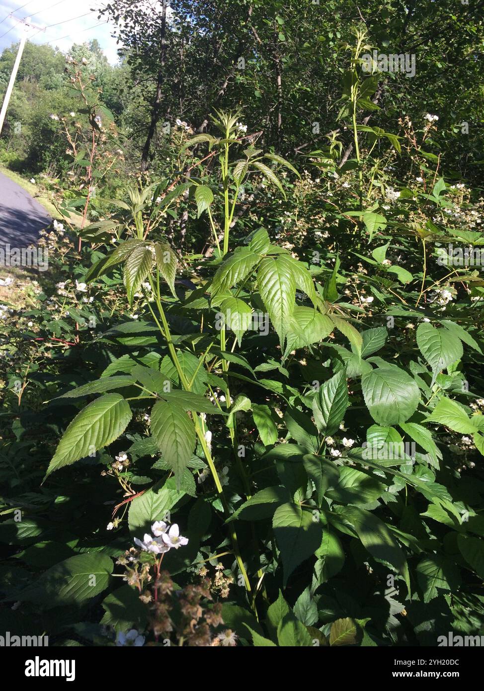 Pennsylvania Blackberry (Rubus pensilvanicus Stock Photo - Alamy