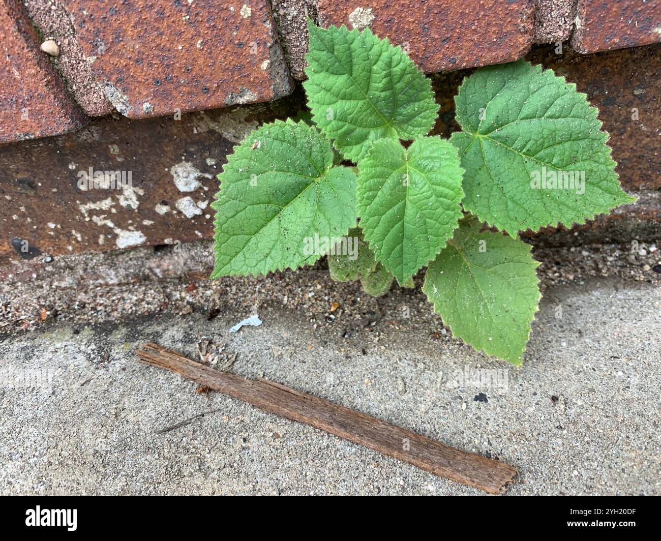 princess tree (Paulownia tomentosa Stock Photo - Alamy
