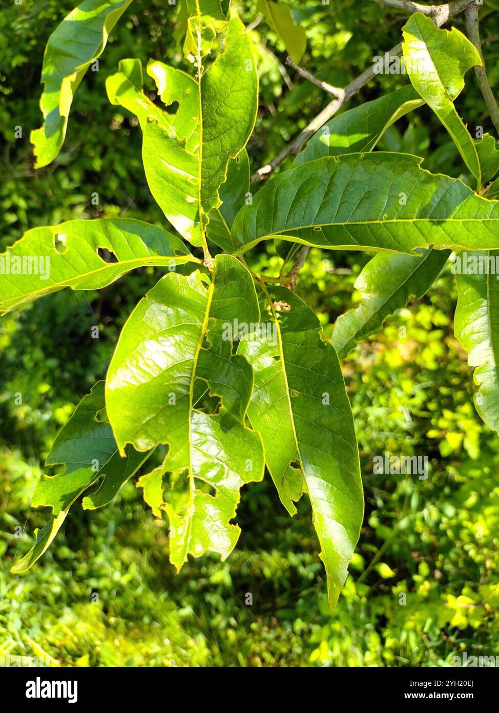 shingle oak (Quercus imbricaria Stock Photo - Alamy