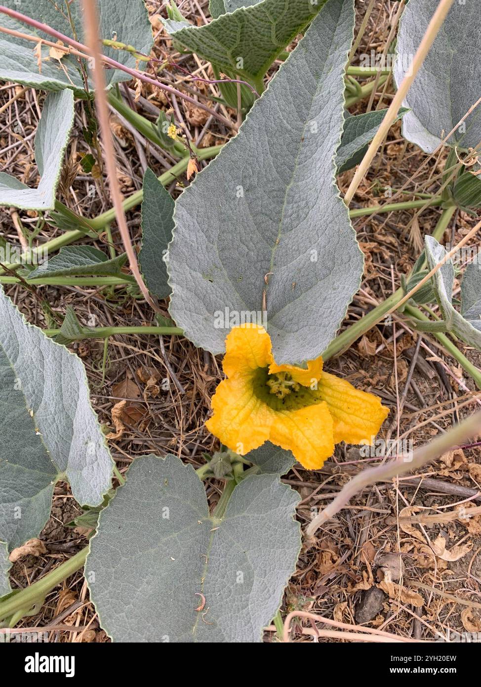 Buffalo gourd cucurbita foetidissima hi-res stock photography and ...