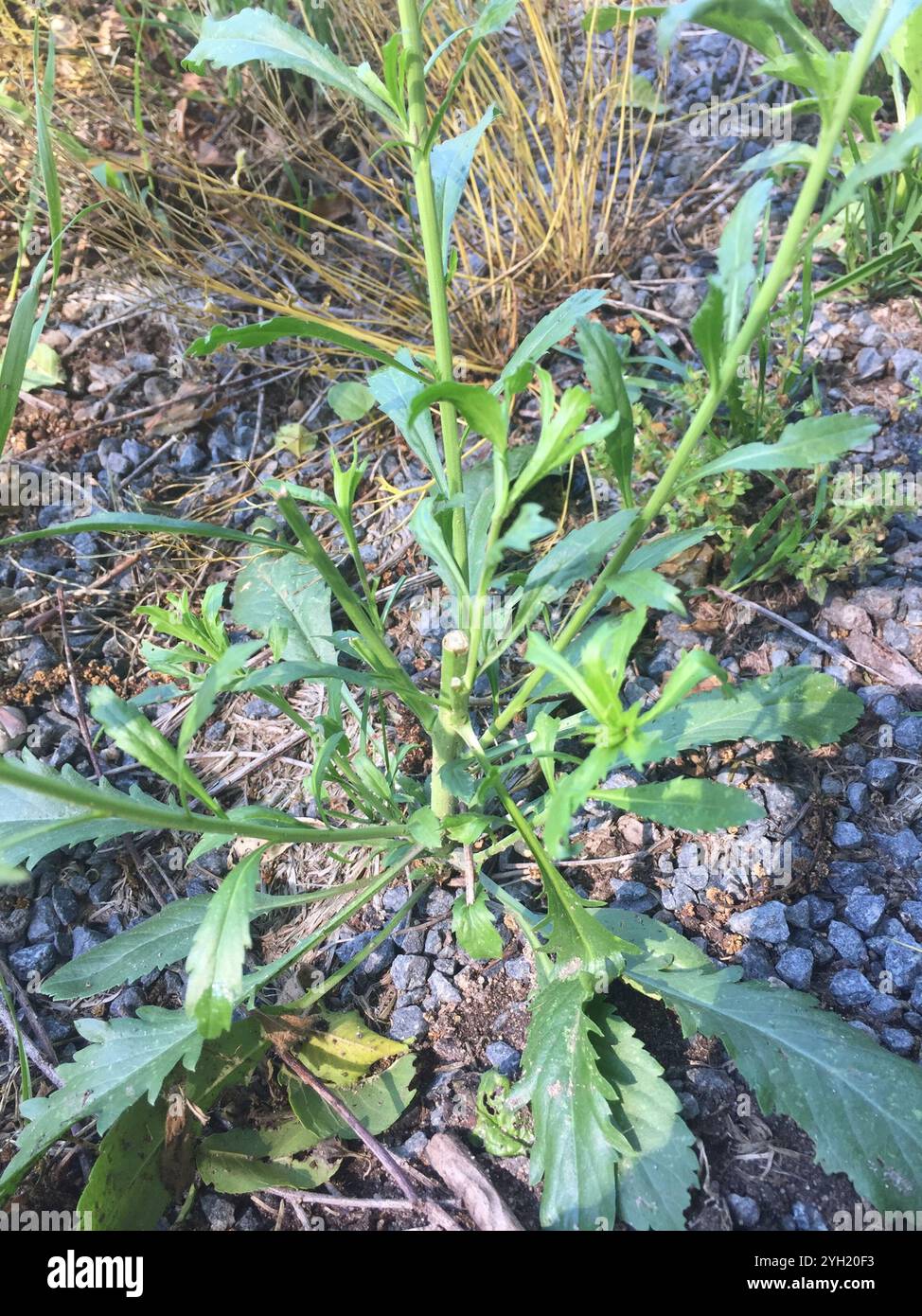 Virginia pepperweed (Lepidium virginicum Stock Photo - Alamy