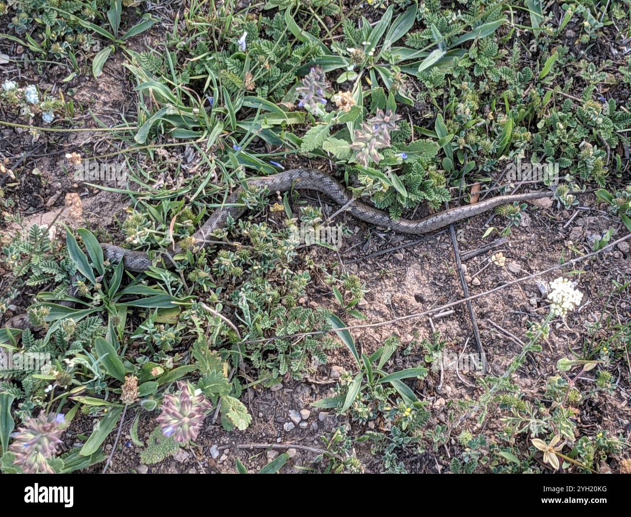 Southern Smooth Snake (Coronella girondica Stock Photo - Alamy