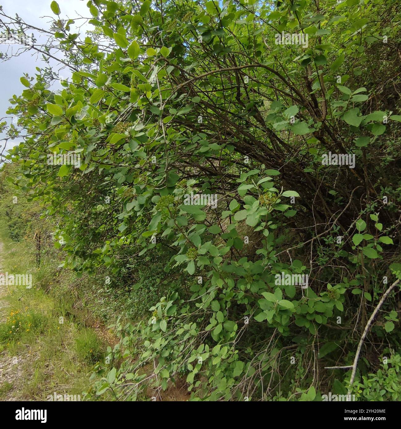 Wayfaring-tree (Viburnum lantana Stock Photo - Alamy