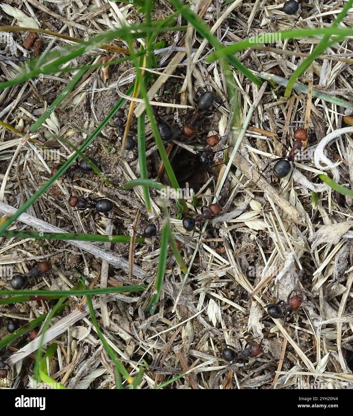 Western thatching ant hi-res stock photography and images - Alamy