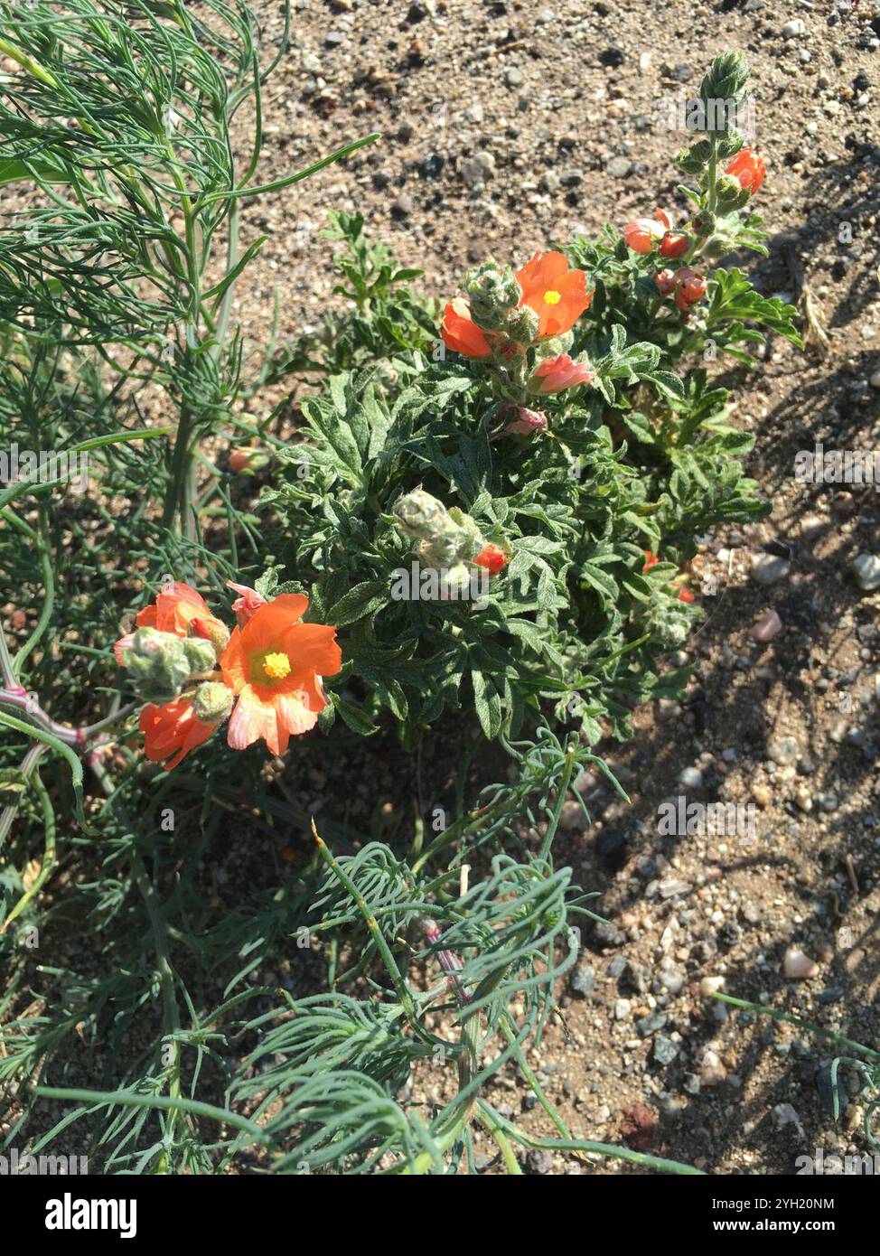 Scarlet Globemallow (Sphaeralcea coccinea Stock Photo - Alamy
