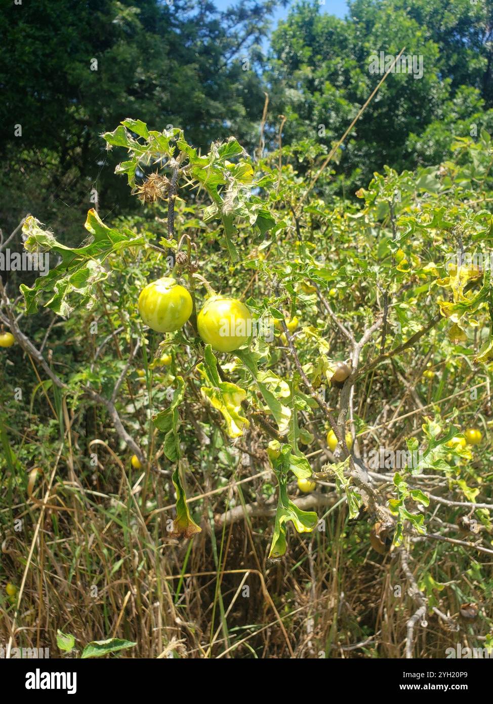 Yellow Bitter-apple (Solanum linnaeanum Stock Photo - Alamy