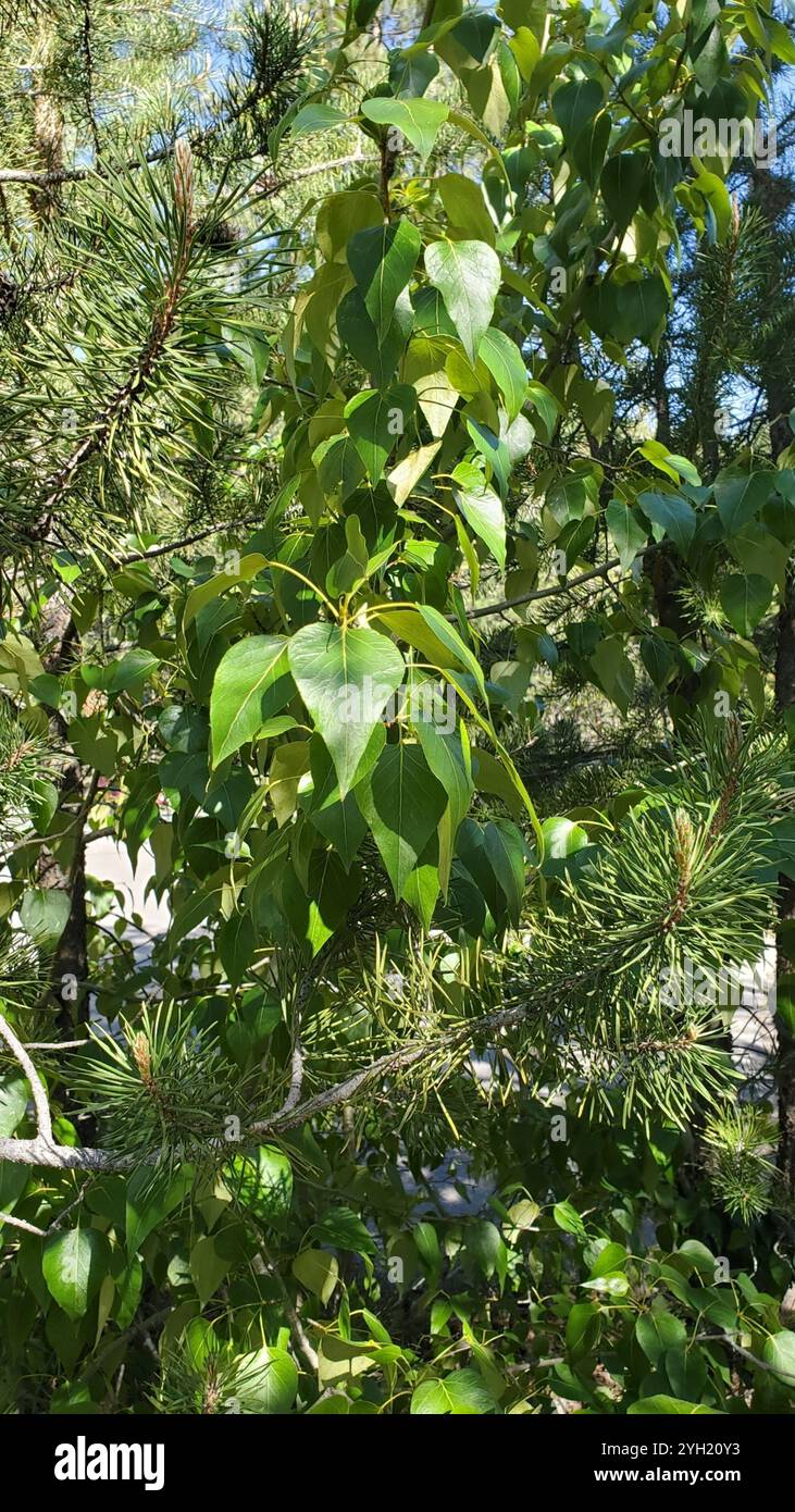 black cottonwood (Populus trichocarpa Stock Photo - Alamy