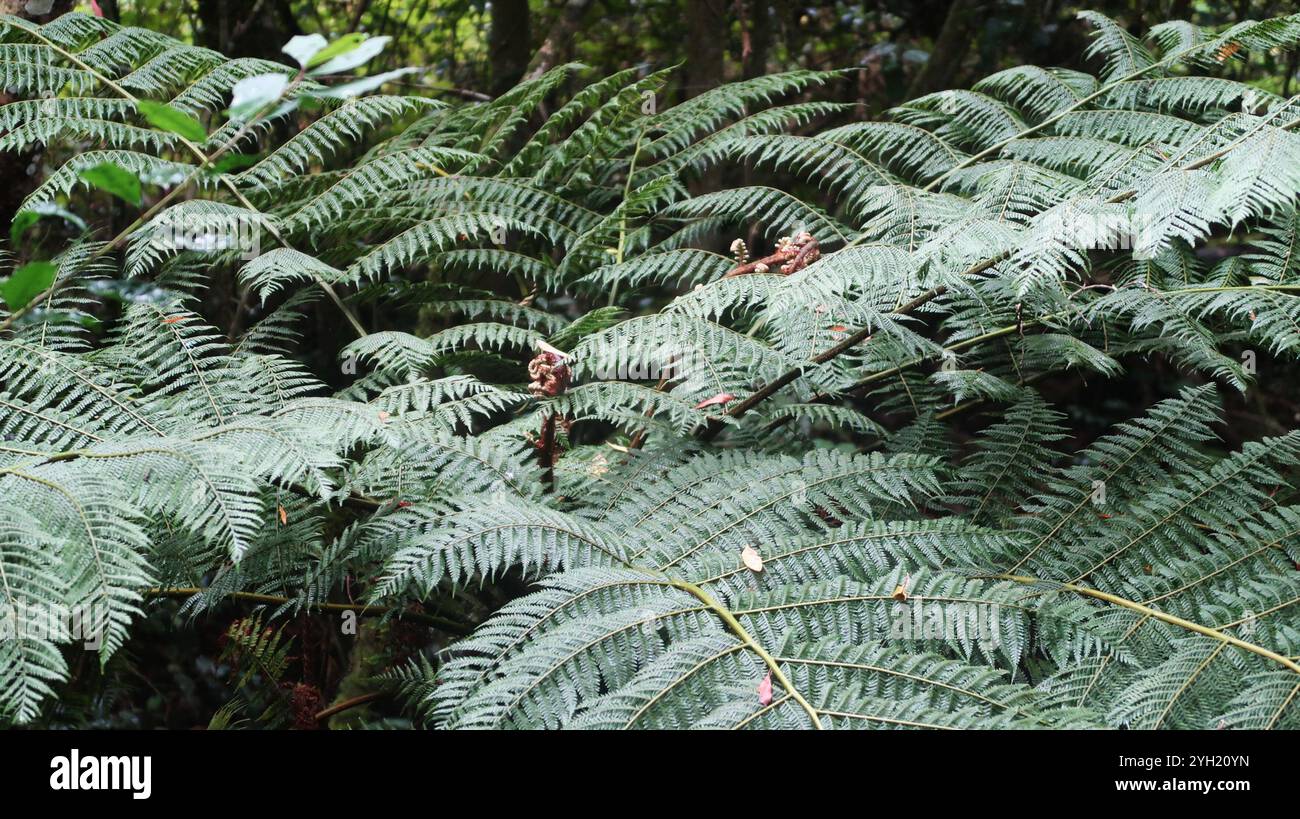 Forest Tree Fern (Cyathea capensis Stock Photo - Alamy